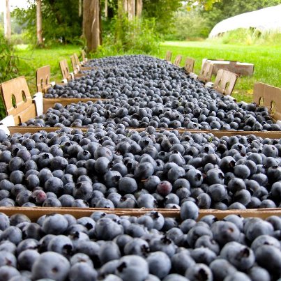 Highbush blueberries: Reason #6 to stick around Vermont in the summer ...