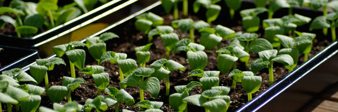 City Market / Onion River Co-op