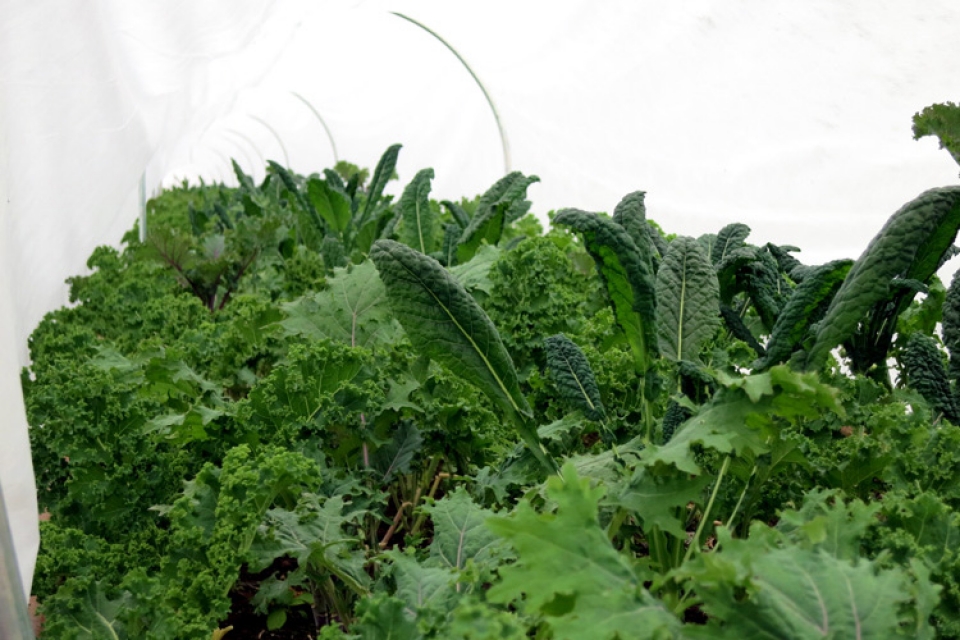 Farm Visit: Miskell's Premium Organics | City Market / Onion River Co-op